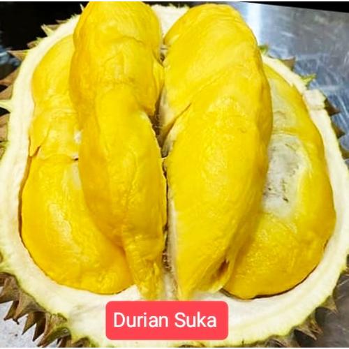 Jual Durian Bawor Utuh Bulatan Fresh Premium - 1,785kg - Kota Bekasi ...