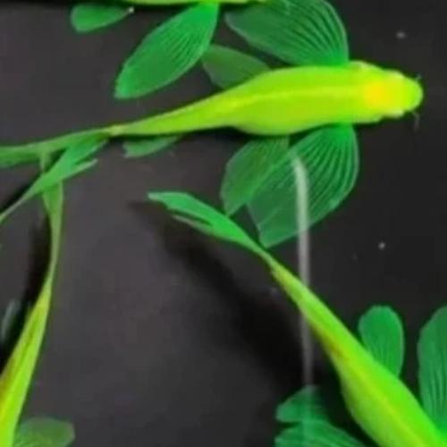 Jual Ikan Danio slayer / Danio green slayer - Kota Tangerang Selatan ...