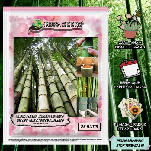 Jual Benih Bibit Bambu Mosso F1 Import / Bambu Langka / Bamboo Mosso ...