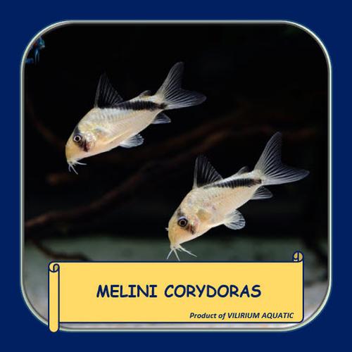 Jual IKAN HIAS AIR TAWAR - CORYDORAS MELINI / CORYDORAS BANDID - Jakarta Pusat - Vilirium ...