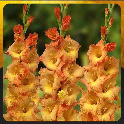 Jual Umbi Bunga Gladiol/Bunga Radiul - Ungu - Kab. Bandung Barat ...