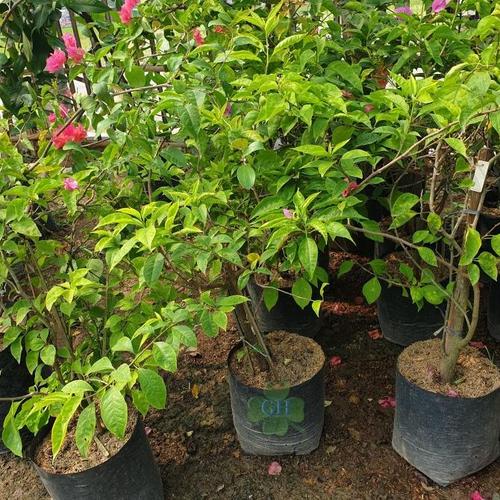 Jual fresh Tanaman Hias Pohon Bunga Bougenville Bibit Bugenvil Kembang ...