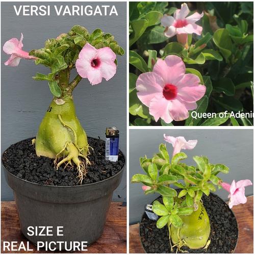 Jual Bunga Adenium SINGLE ID LANGKA EYE OF THE STORM VERSI VARIGATA ...