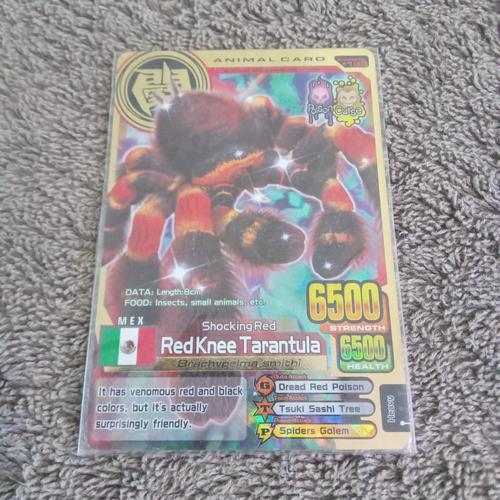 Jual animal kaiser evolution 3 red knee tarantula gold rare - Kota ...