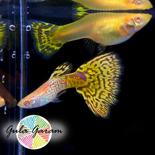 Jual Guppy Sultan Yellow Tiger Albino Betina Ikan Hias Aquascape Hiasan Aquarium Tanaman ...