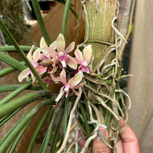 Jual Vanda falcata x Paraphalaenopsis labukensis - Bumi Orchids Anggrek ...