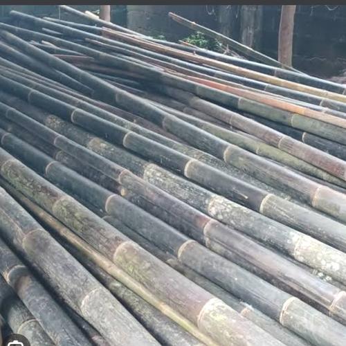Promo BAMBU BULAT | Bambu hitam asli ukuran sampai 100cm - 50cm - Kab ...