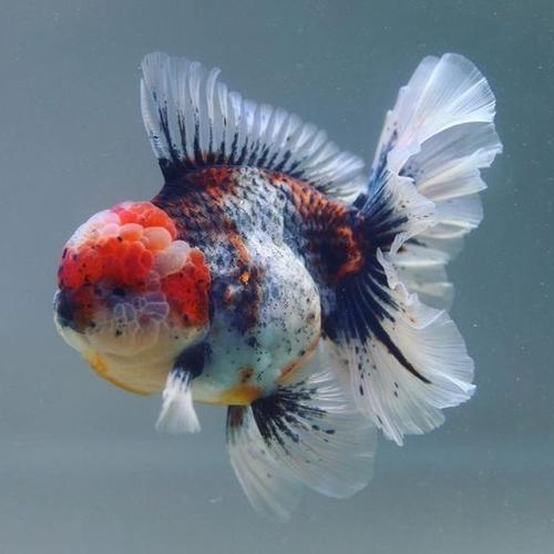 Jual ikan gemoy/ikan lucu/ikan goldfish/ikan koki/Oranda rosetail ...