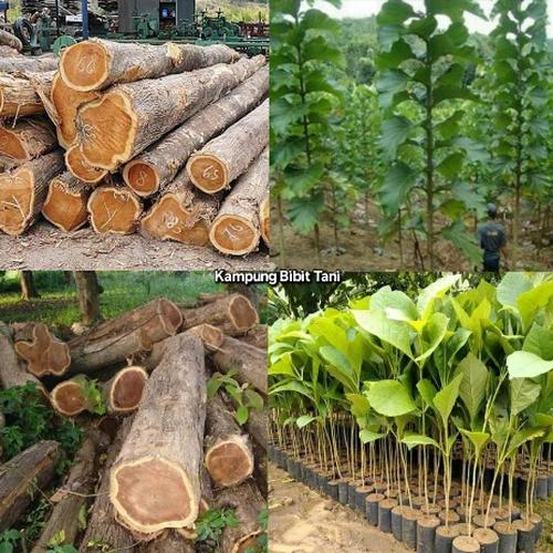 Jual Bibit Jati Solomon Super Lurus/ Bibit Pohon Jati Solomon ...
