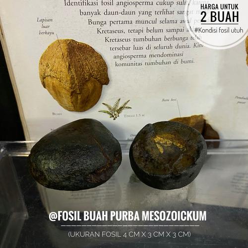 Jual Fosil Buah Purba Mesozoic Natural C22 atau Fosil Biji Buah atau ...