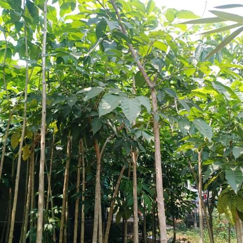 Jual Pohon tabebuya bunga putih - tanaman hias Tabebuya hunga putih ...