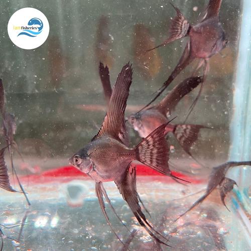Jual IKAN MANFISH AVATAR SLAYER - Kab. Bogor - Iamfisheries | Tokopedia