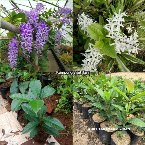 Promo 1 Paket Isi 2 Tanaman Hias Bunga Petrea Volubilis Ungu Dan Putih ...