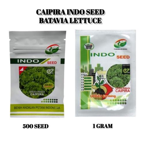 Jual Benih Bibit Selada Caipira Batavia Lettuce Biji Indo Seed ...