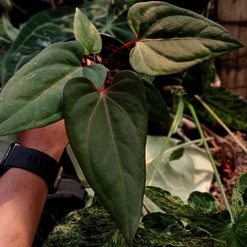Jual anthurium papillilaminum red queen - 1rp - Jakarta Barat - Kebun ...