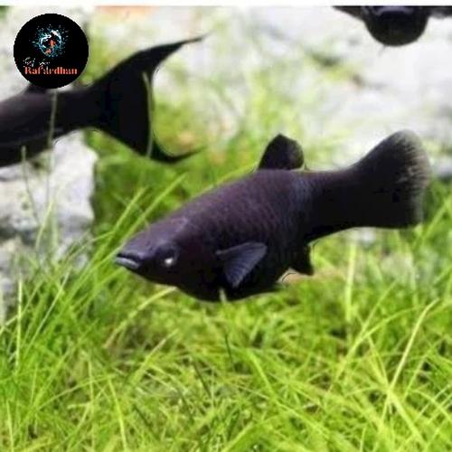 Promo ikan black molly / ikan hias black molly - Kab. Bogor ...
