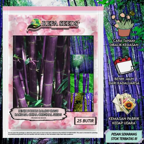 Jual Biji benih tanaman bambu ungu raksasa / tv / kipas angin / sekop ...