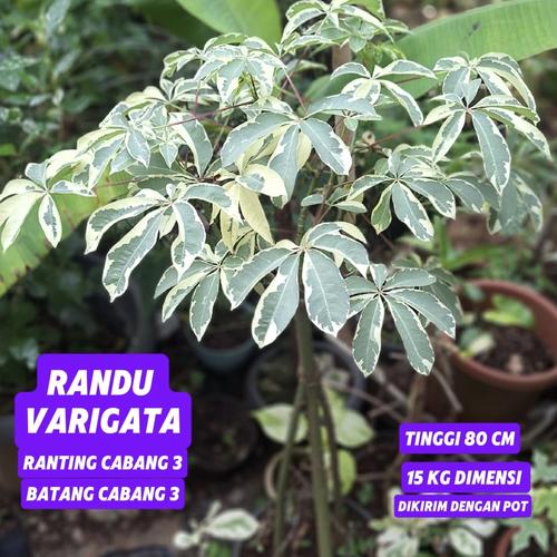 Jual randu varigata kapok putih tanaman hias randu putih varigata ...