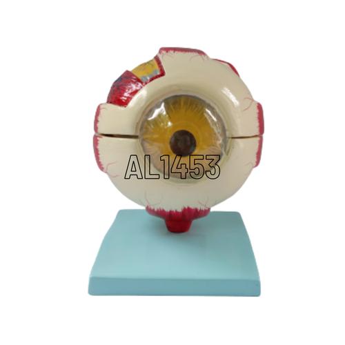 Jual Model Mata Anatomi-Manekin Mata Bulat-Torso Mata Manusia-Alat ...