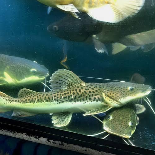 Jual ikan hias leopart catfish fish - Kota Depok - de pras fishshop ...