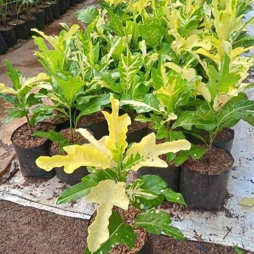Jual pohon puring terang bulan tanaman hias puring kuning - Kab. Bogor ...