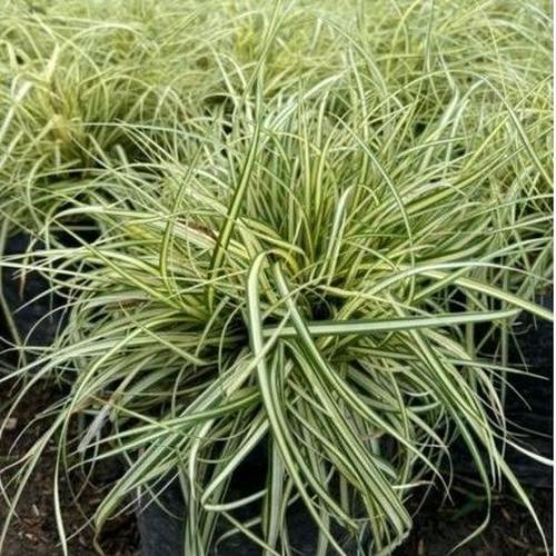 Jual TANAMAN RUMPUT KUNING JEPANG / EVERGOLD JAPANESE SEDGE / BULU AYAM ...