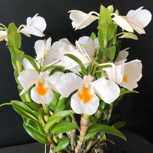 Jual Dendrobium formosum - Bumi Orchids Anggrek Koleksi - Kab ...