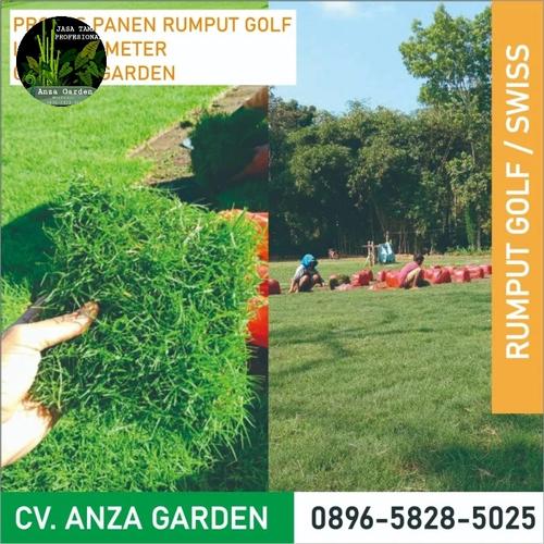 Jual Rumput Golf Asli 1x1 meter | harga khusus pembelian 250 meter ...