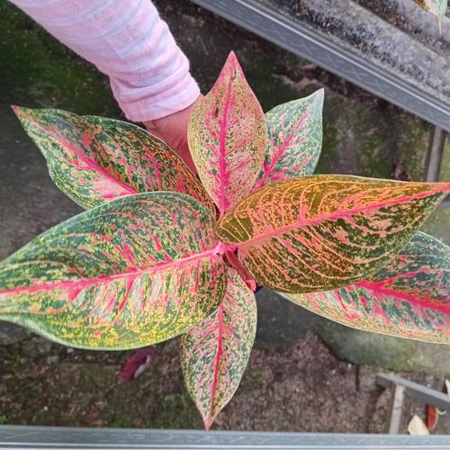 Jual AgLonema Tiara Merah Size L Tanaman Hias Bunga Rimbun Rosette ...