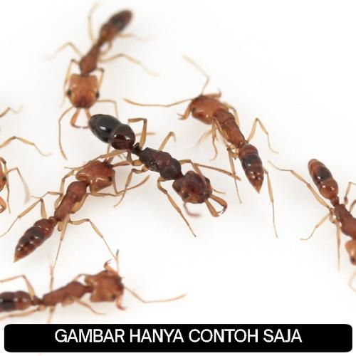 Jual Anochetus Sp. / Queen ant/founding queen/ Ratu semut/ Mini trap ...