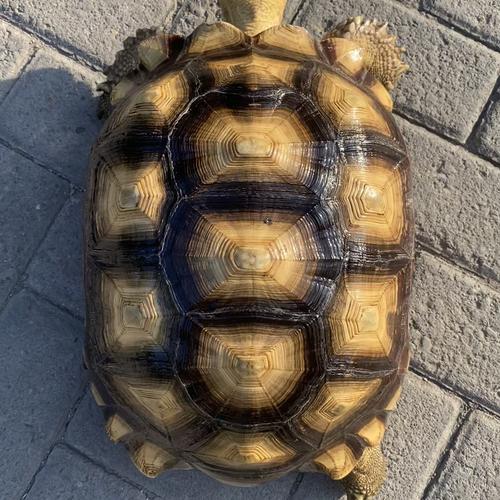 Jual Sulcata super cakep si ze 37-38 cm, cocok buat display taman nya ...