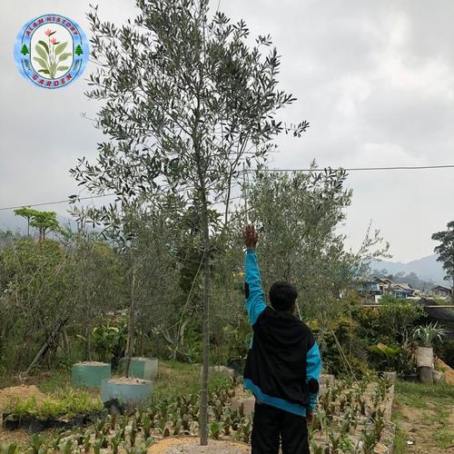 Jual Pohon zaitun/pohon zaitun olive tree tinggi 3 meter big size - Kab ...