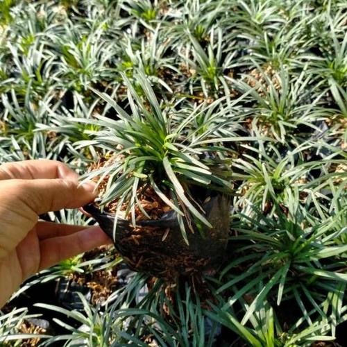 Jual TANAMAN HIAS KUCAI MINI/ TANAMAN HIAS RUMPUT KUCAI MINI - Kota ...