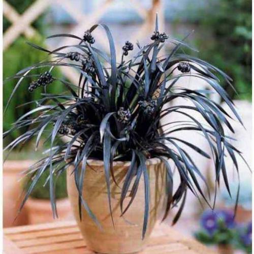 Jual TANAMAN RUMPUT HITAM ATAU BLACK MONDE ATAU RUMPUT KUCAI HITAM ...