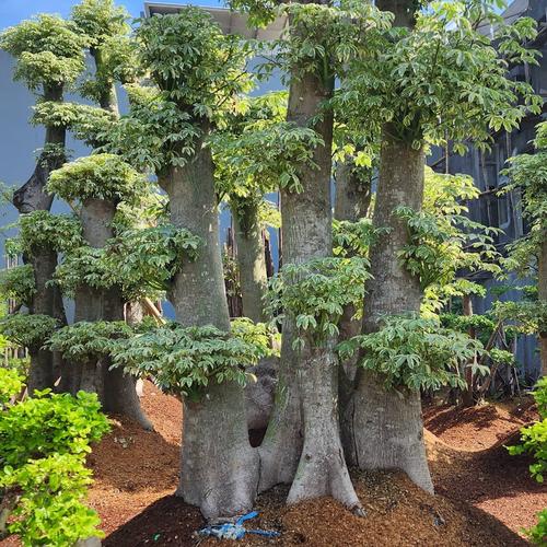 Promo Pohon randu variegata bonsai randu variegata - Kab. Bogor ...