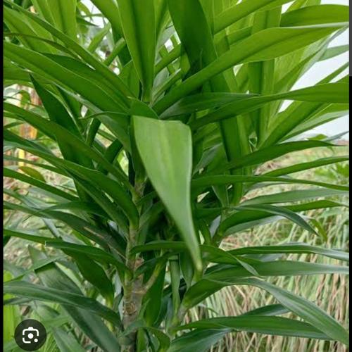 Jual Daun suji segar fress cuting Untuk Pewarna makanan / 200gram - Kab ...