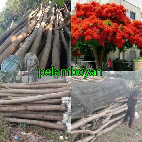 Jual Flamboyan merah / Pohon Flamboyan - Kab. Bogor - KARYA PESONA ...