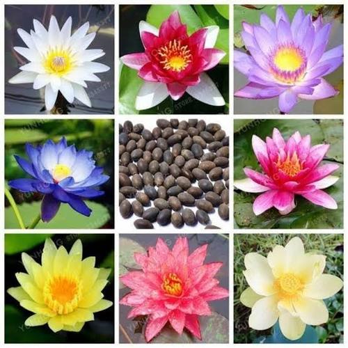 Jual Biji Bunga Teratai Lotus Aneka Warna Biji Teratai Mini Teratai ...
