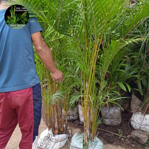 Jual Tanaman Hias Palm Kuning Ukuran 150 cm | Tanaman Utama Di Taman ...