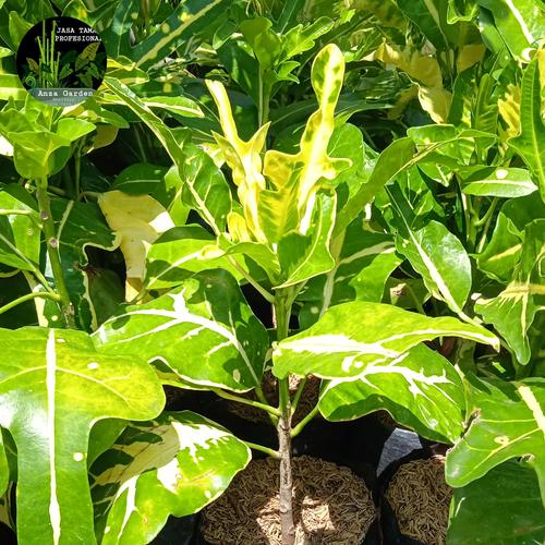 Jual Tanaman Hias Puring Jet Kuning | Tanaman Tanah Panas | Anza Garden ...