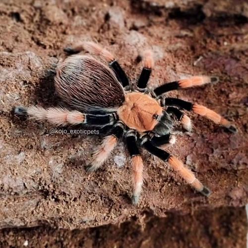 Jual Aphonopelma Bicoloratum | Tarantula - Jakarta Timur - kojo ...