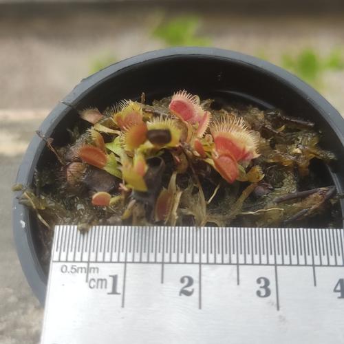 Jual VFT venus flytrap fine tooth x red 2cm - - Breaker_Shop | Tokopedia
