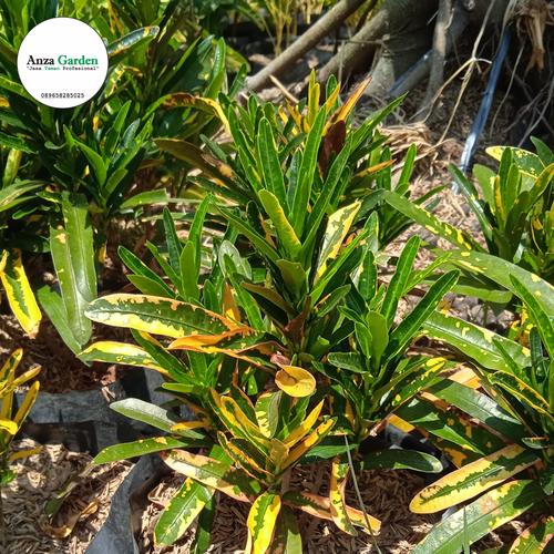 Jual Tanaman Hias Puring Cabe Daun Hijau Kuning | Tahan Panas | Anza ...