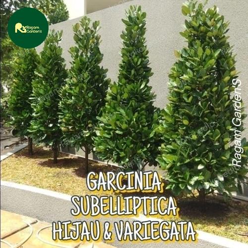Jual Pohon Fuguki Garcinia subelliptica - nangka Taiwan - tanaman ...