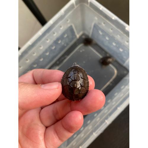 Jual Kura Stinkpot 2cm common musk turtle stink pot - Kota Medan ...