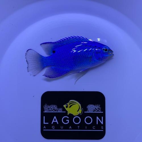 Jual Betok blue devil (ikan hias laut) - Jakarta Timur - Lagoon ...
