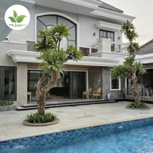 Jual tanaman hias hidup kamboja fosil - kamboja fossil - Kab. Bogor ...