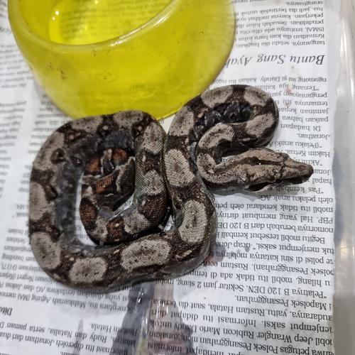 Jual BCI atau Boa Constrictor Imperator baby - Jakarta Pusat - lyna ...