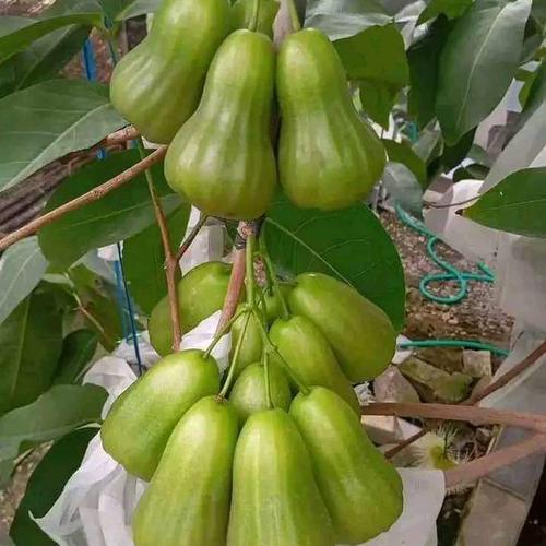 Jual bibit tanaman jambu air green Giant cangkok cepat berbuah - Kab ...