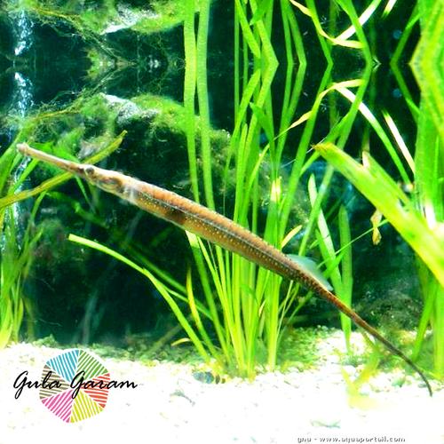 Jual Ikan Pipa Australia Hiasan Aquarium Aquascape Tanaman Air Tawar ...